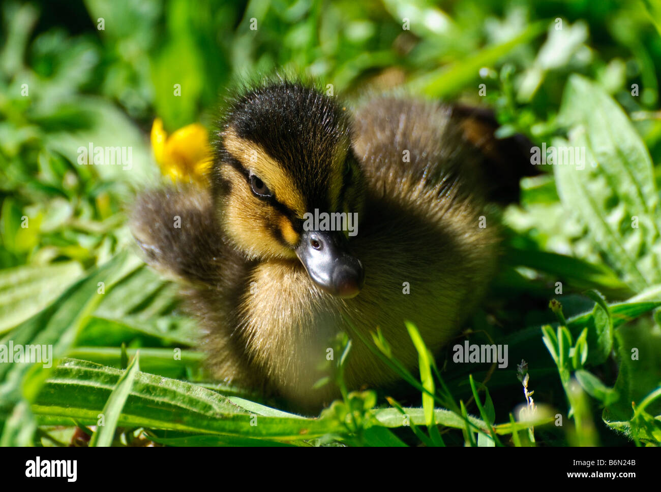 Duckling lying hi-res stock photography and images - Alamy