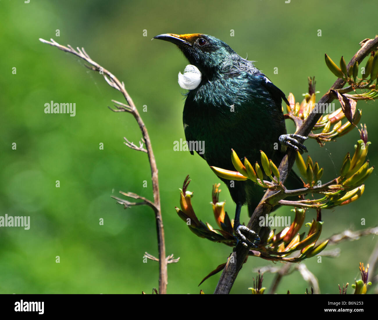 Tui (Parson bird, Prosthemadera novaeseelandiae - a native New Zealand ...