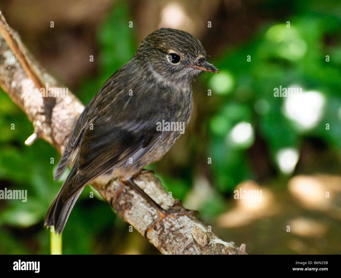 New Zealand North Island robin [Petroica longipes] Stock Photo - Alamy