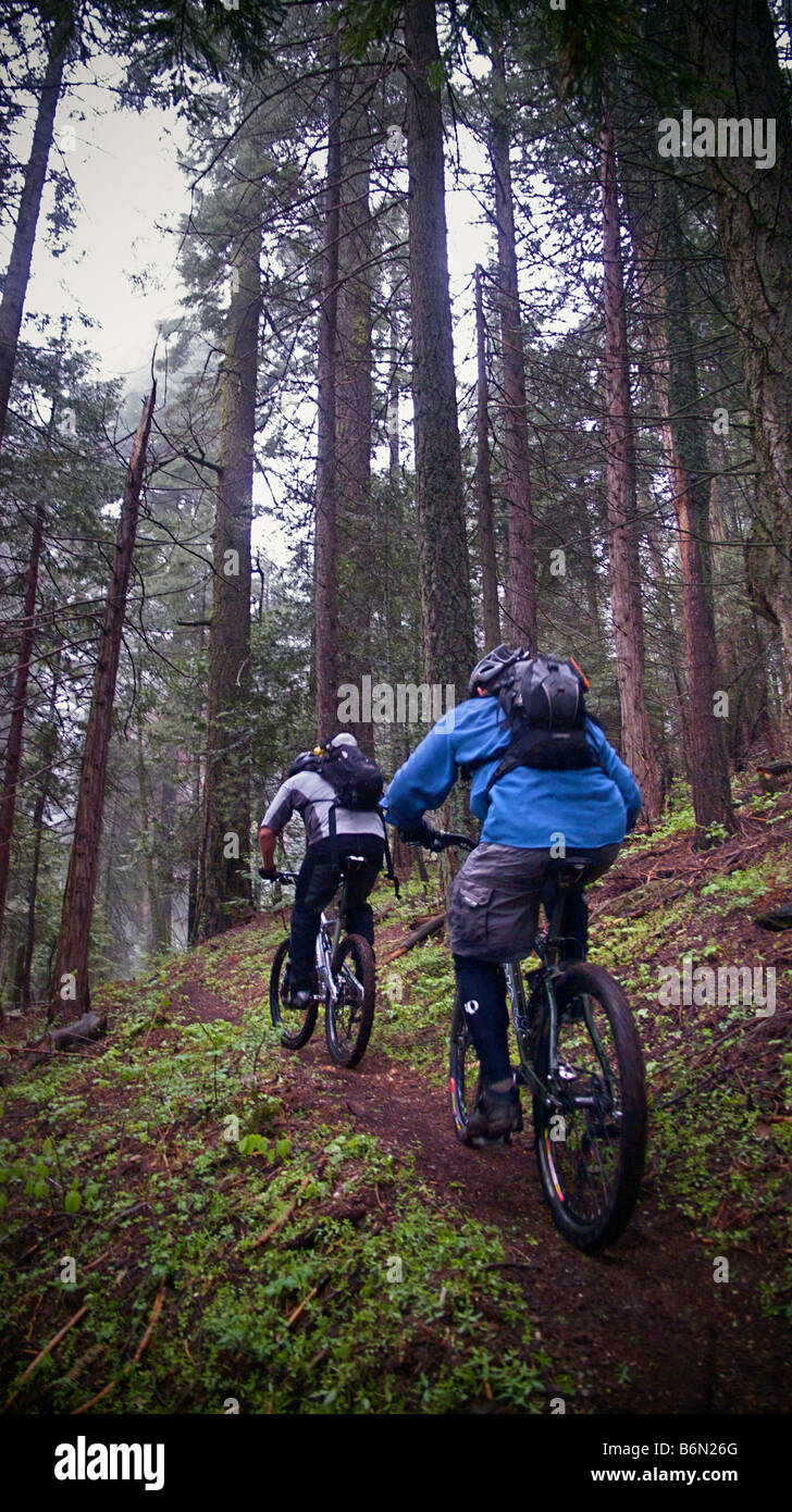 mountain bikers on Bear Creek Trail, Camp Nelson, Sequoia, California ...