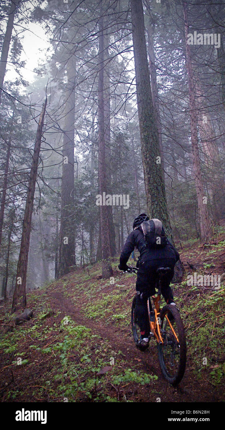 mountain biker on Bear Creek Trail, Camp Nelson, Sequoia, California ...