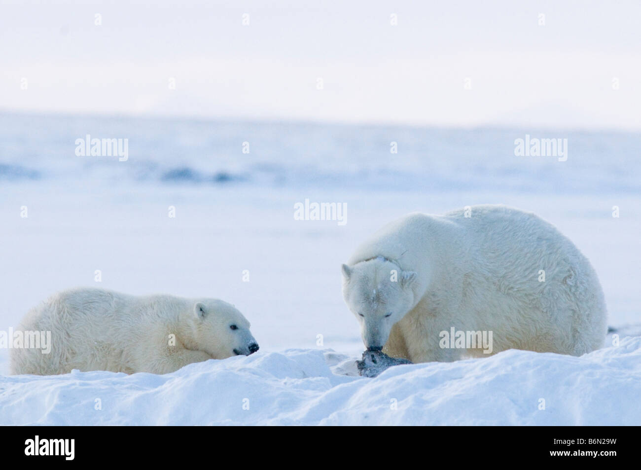 polar bears Ursus maritimus spring cub Stock Photo - Alamy