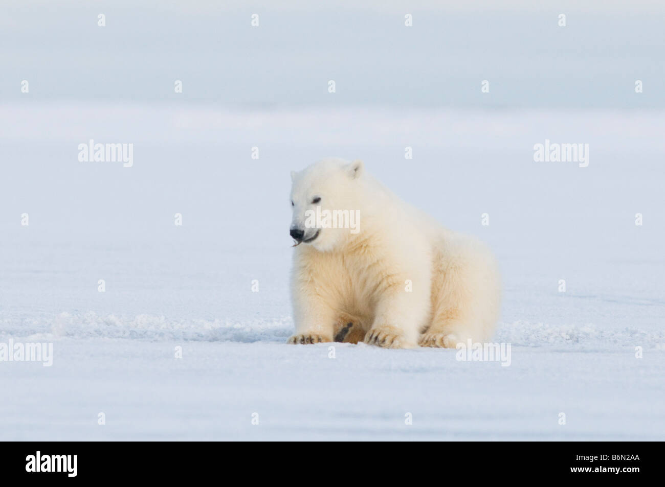 polar bear Ursus maritimus spring cub Stock Photo - Alamy