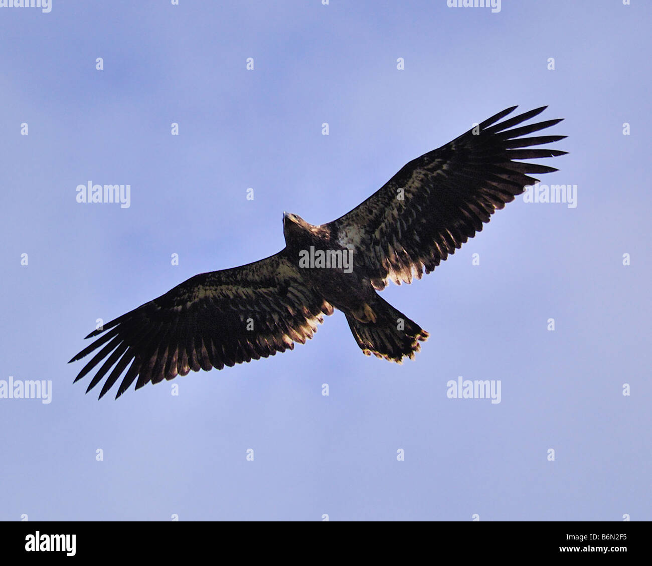 Golden eagle in flight hi-res stock photography and images - Alamy
