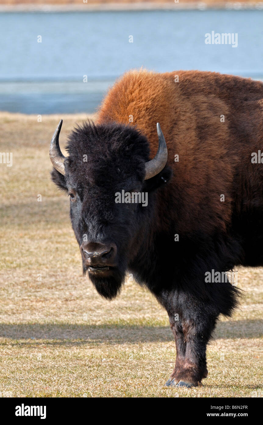 Bison bison bison eye close up hi-res stock photography and images - Alamy Bison bison bison eye close up hi-res stock photography and images - Alamy