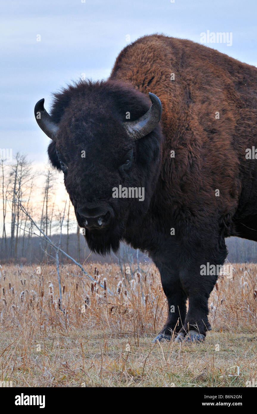 Adult bull bison bison bison hi-res stock photography and images - Alamy