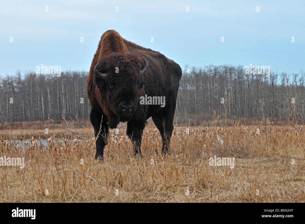 American bison full body hi-res stock photography and images - Alamy