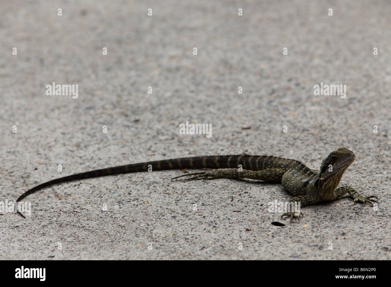 Australian water lizard dragon Stock Photo - Alamy