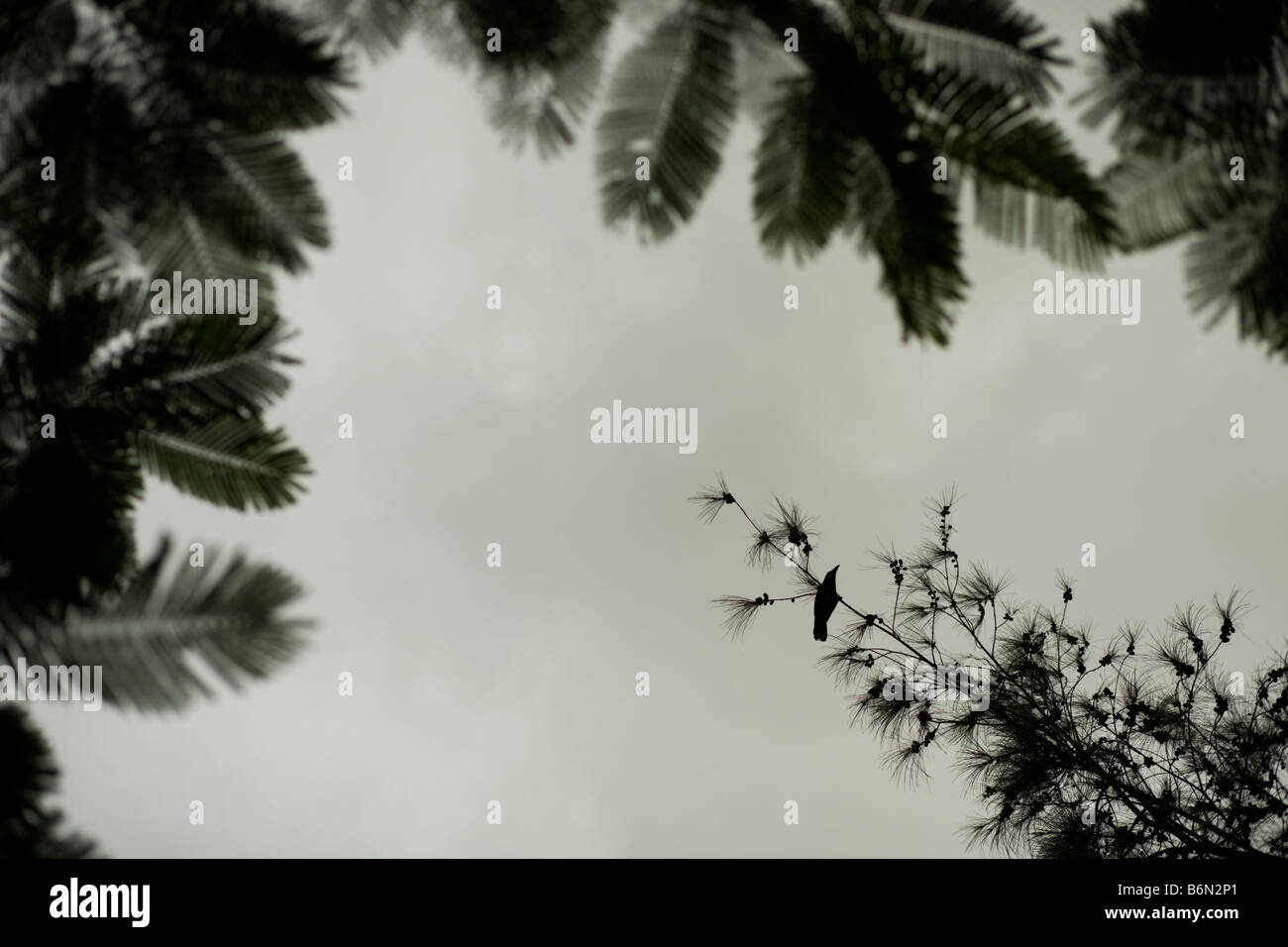 A crow perched on a lofty branch,framed by some leaves Stock Photo - Alamy