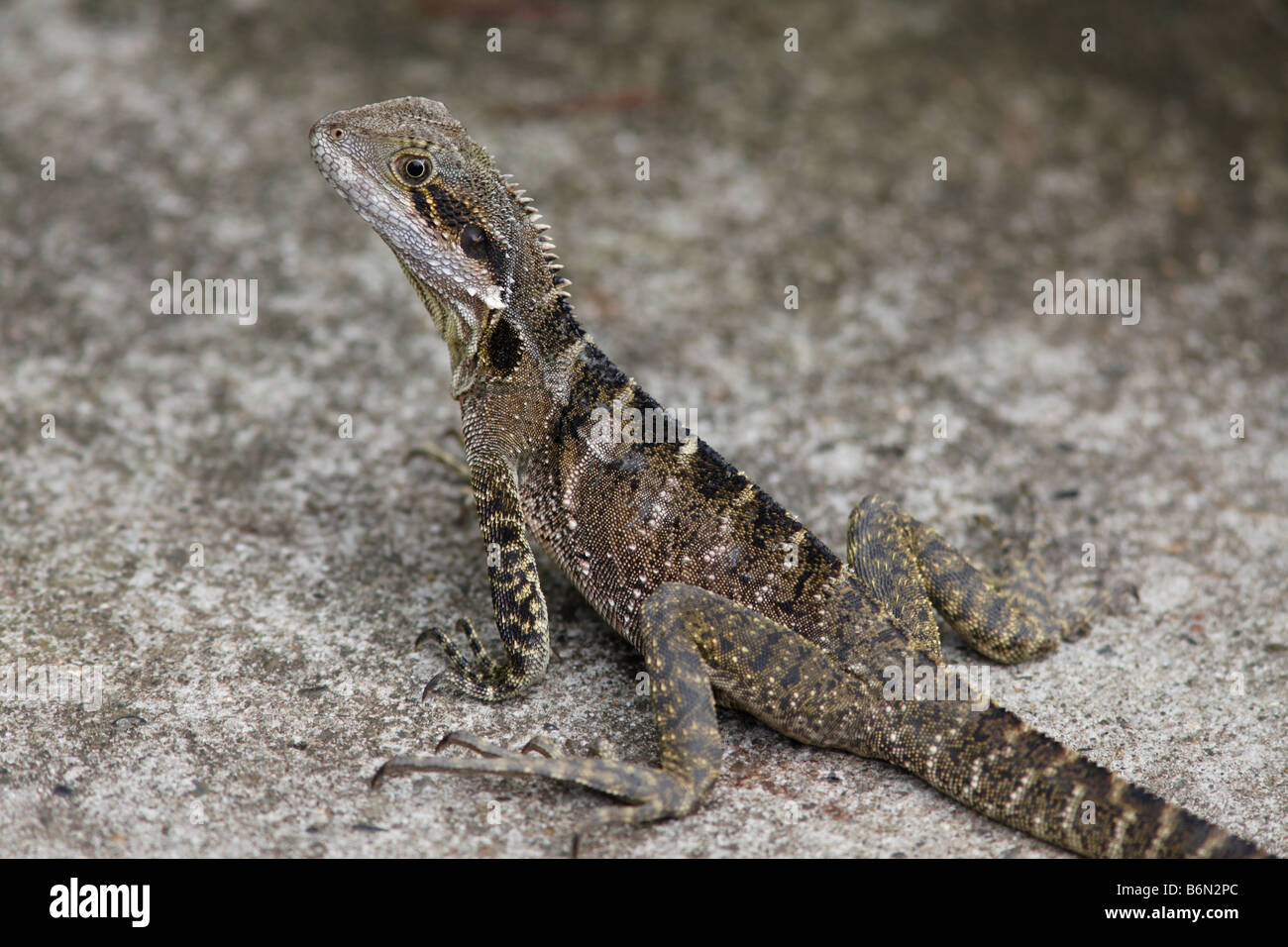 Australian water lizard dragon Stock Photo - Alamy