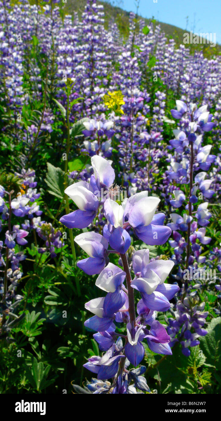 California wildflowers lupine hi-res stock photography and images - Alamy