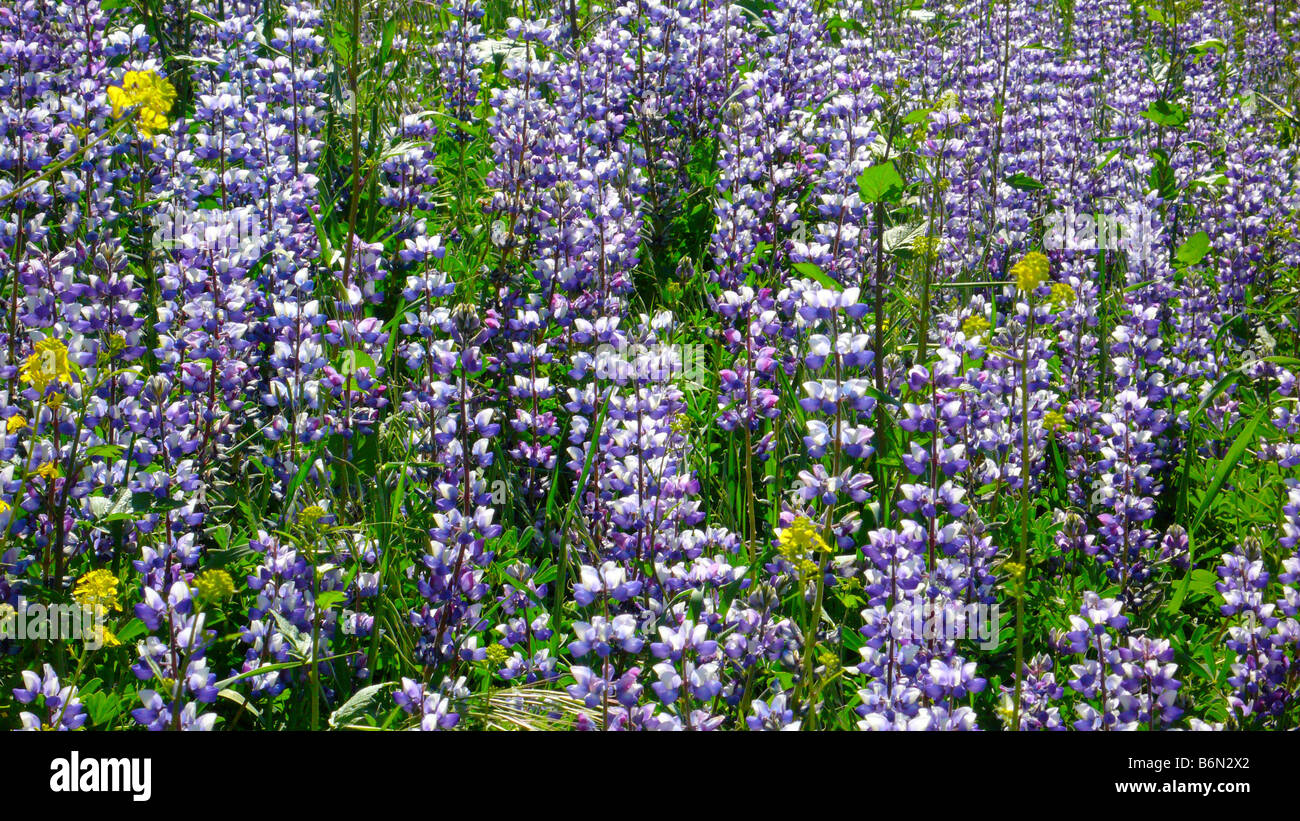 California wildflowers lupine hi-res stock photography and images - Alamy