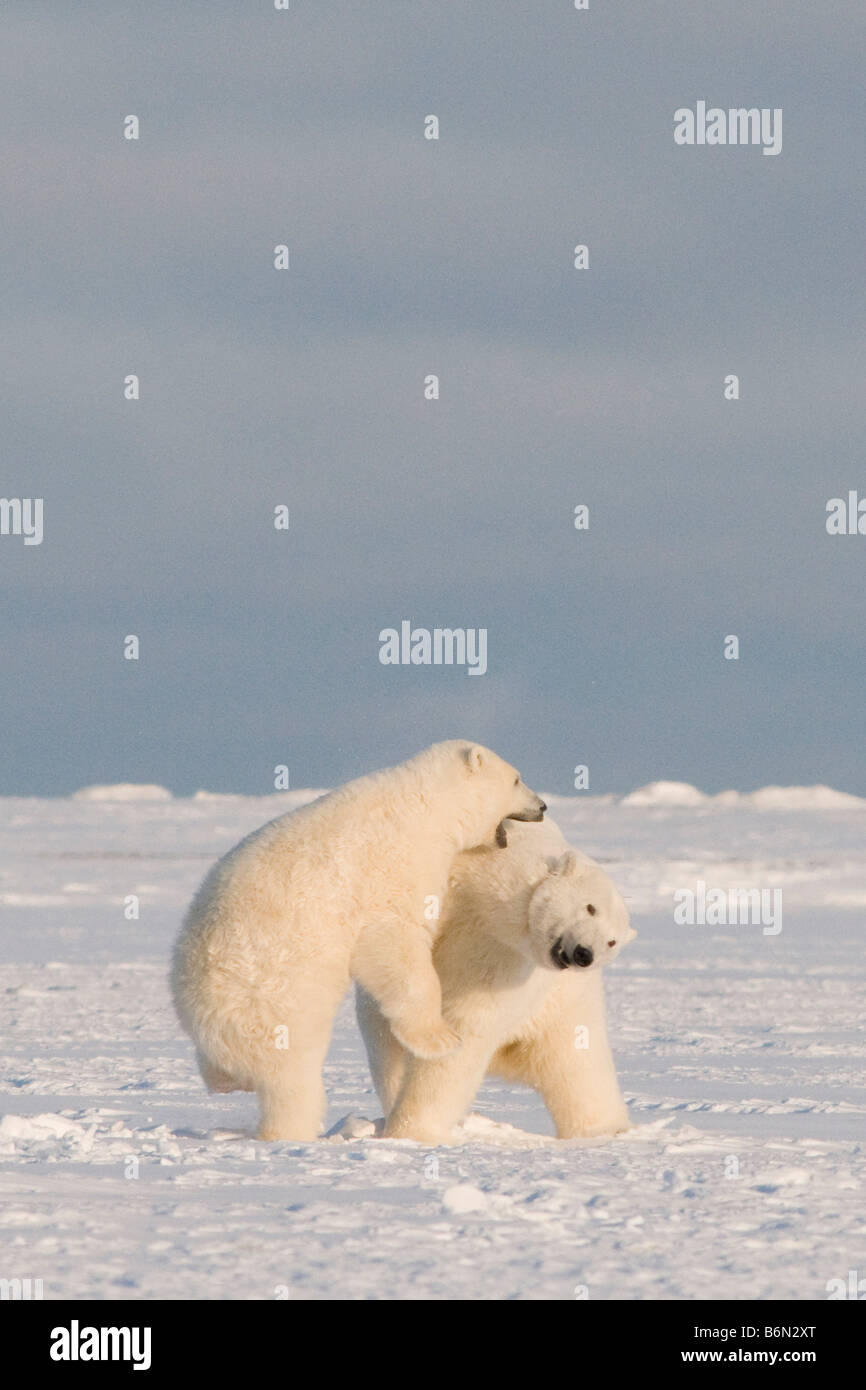 polar bears Urs us maritimus collared adult sows plays with her spring ...