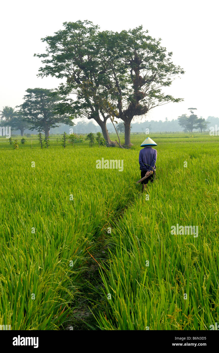 Farmer walking around in the carpeting paddy rice field Stock Photo - Alamy