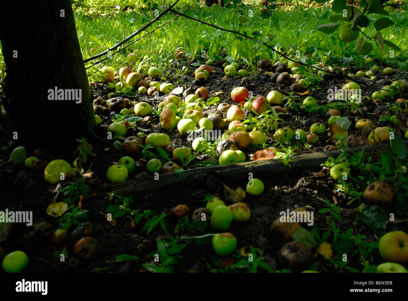 FALLEN APPLES IN AN ORCHARD IN LONDON COUNTRYSIDE Stock Photo - Alamy