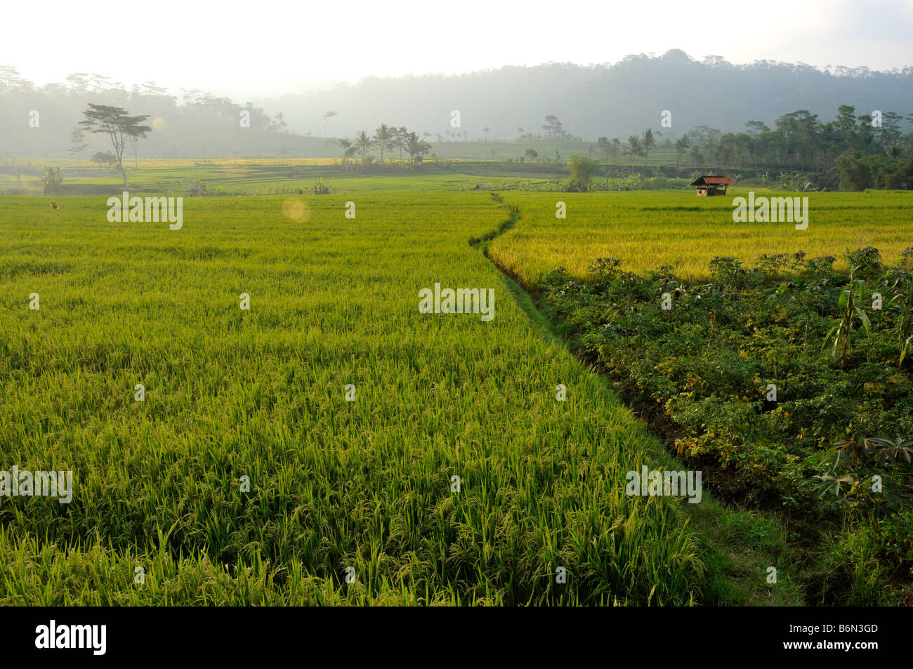 Wide area of paddy field in Central Java Province, Indonesia Stock ...