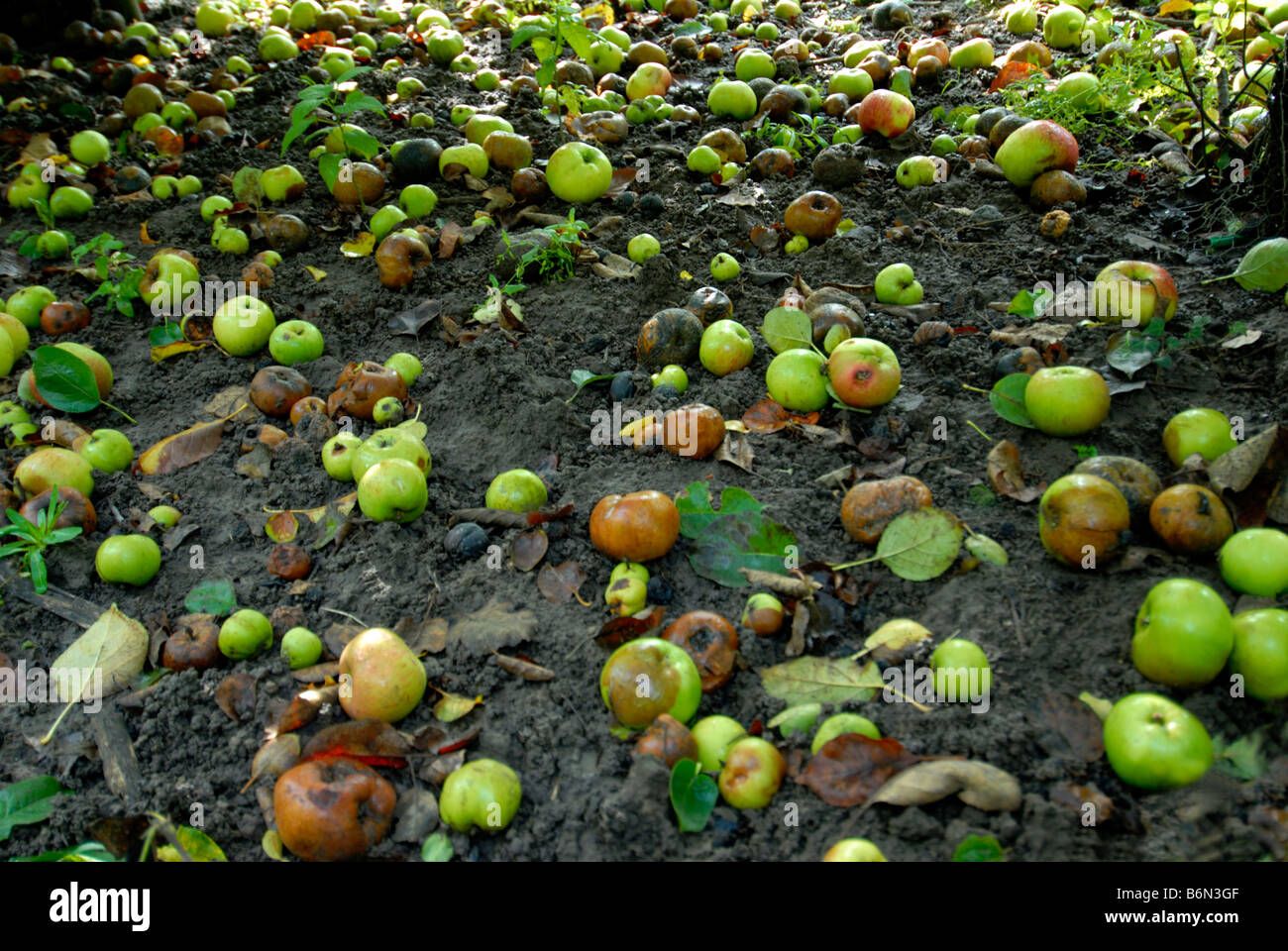 FALLEN APPLES IN AN ORCHARD IN LONDON COUNTRYSIDE Stock Photo - Alamy