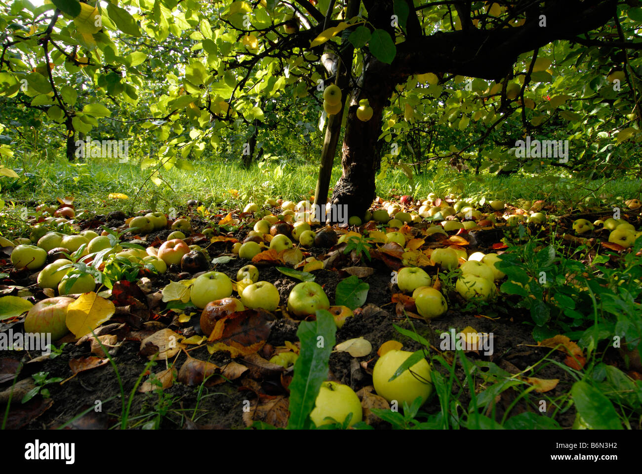 FALLEN APPLES IN AN ORCHARD IN LONDON COUNTRYSIDE Stock Photo - Alamy