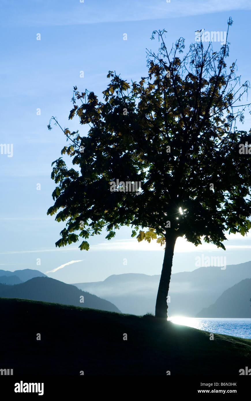 Lone tree at edge of ocean at Howe Sound near Vancouver, British ...