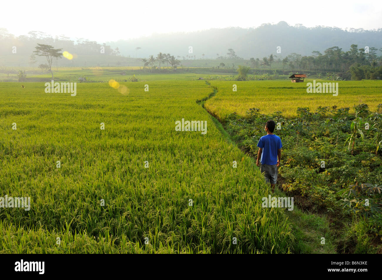 Rice Field In Java High Resolution Stock Photography and Images - Alamy