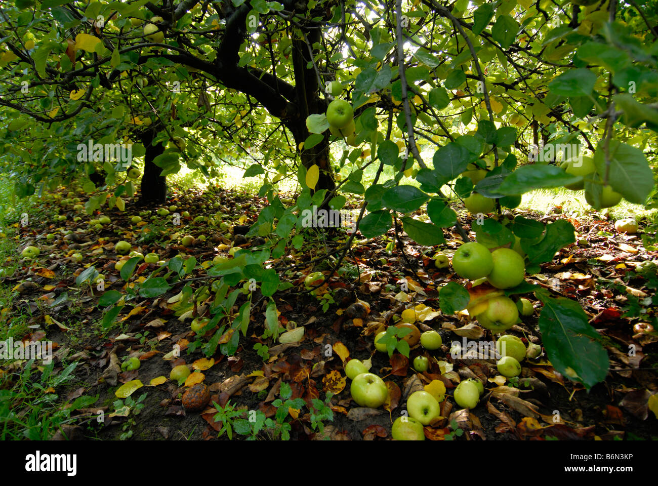 FALLEN APPLES IN AN ORCHARD IN LONDON COUNTRYSIDE Stock Photo - Alamy