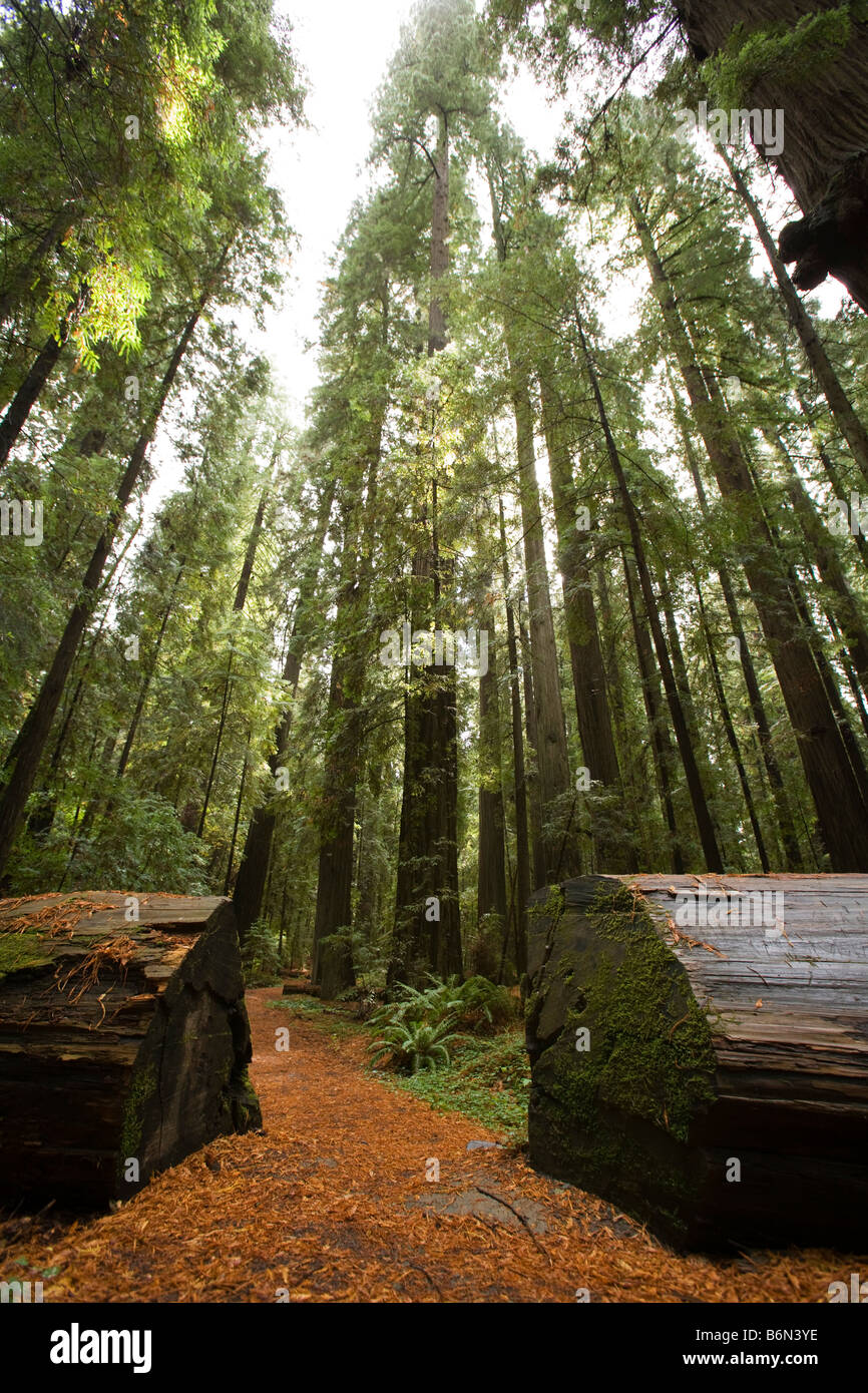 avenue of the giants sequoia redwood forest hike Stock Photo - Alamy