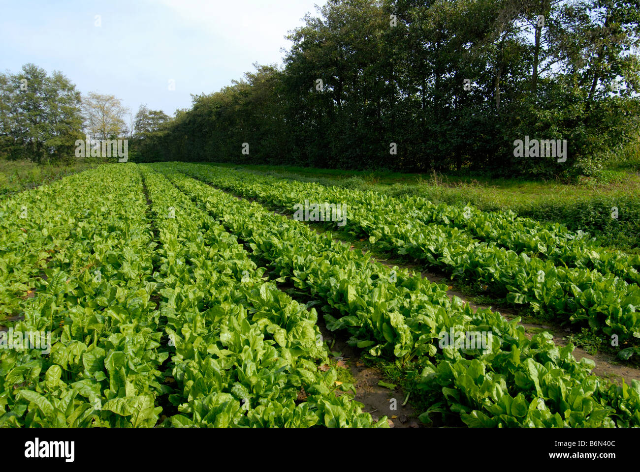 London countryside hi-res stock photography and images - Alamy