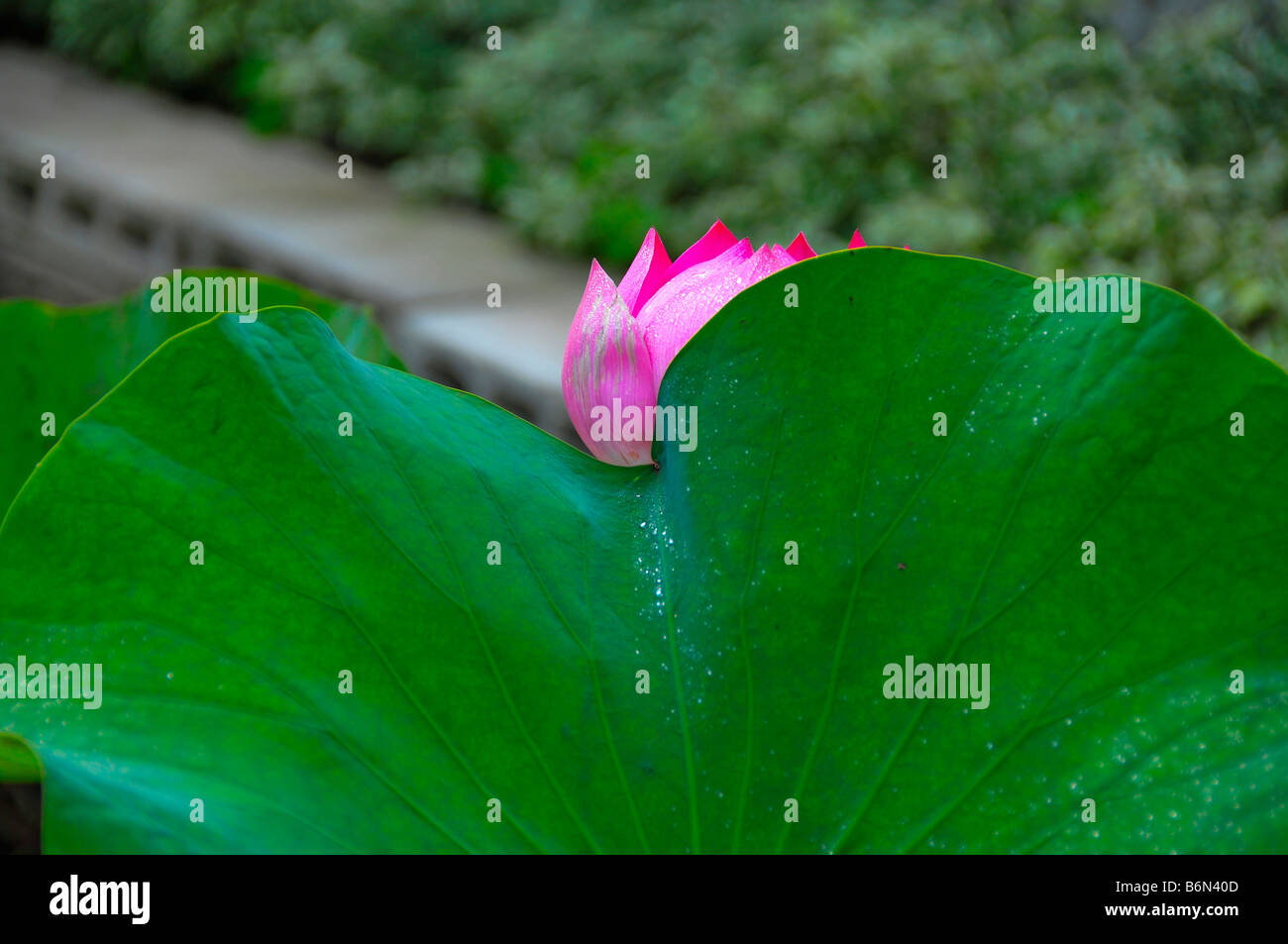 hidden lotus flower in northern Thailand Stock Photo - Alamy