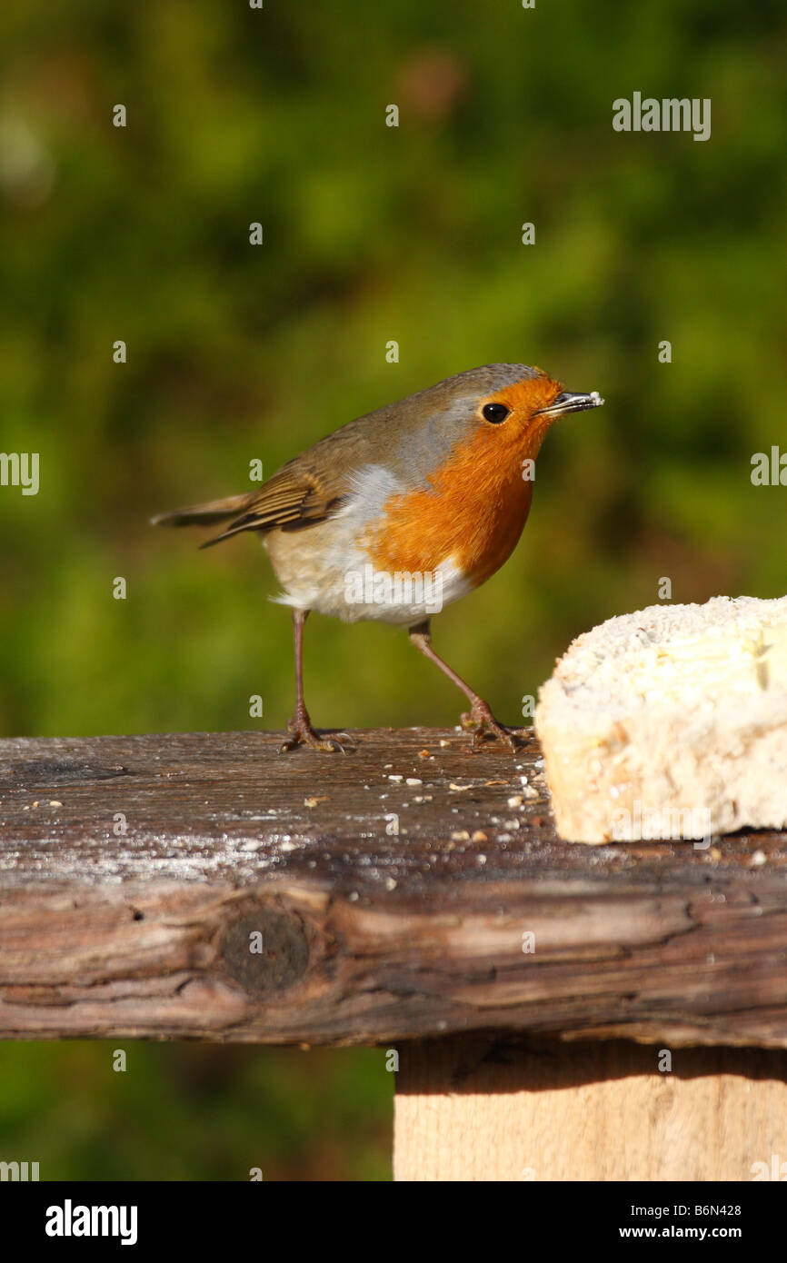 Robin eating hi-res stock photography and images - Alamy