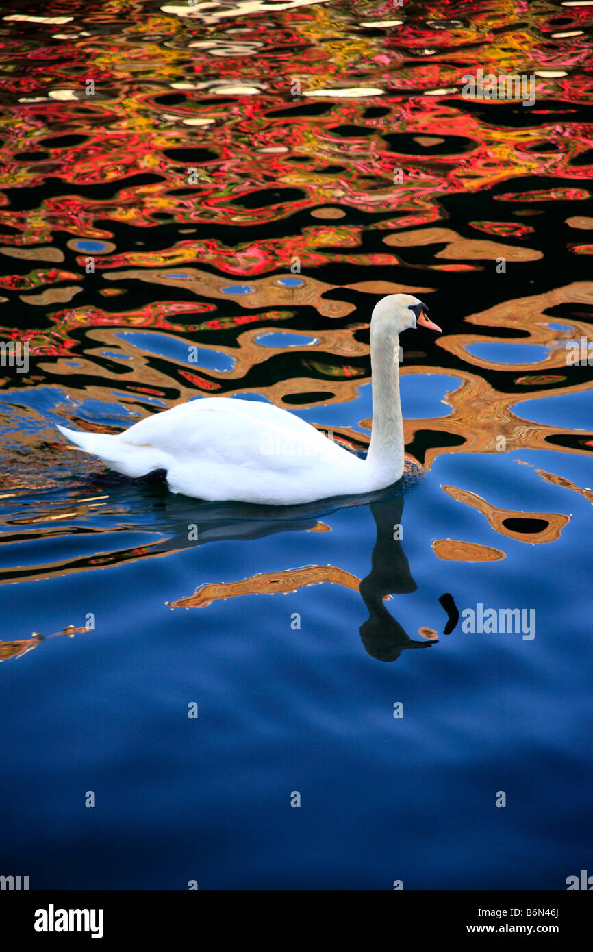 White swan, lake, Lucerne Lucerne canton, Switzerland Stock Photo - Alamy