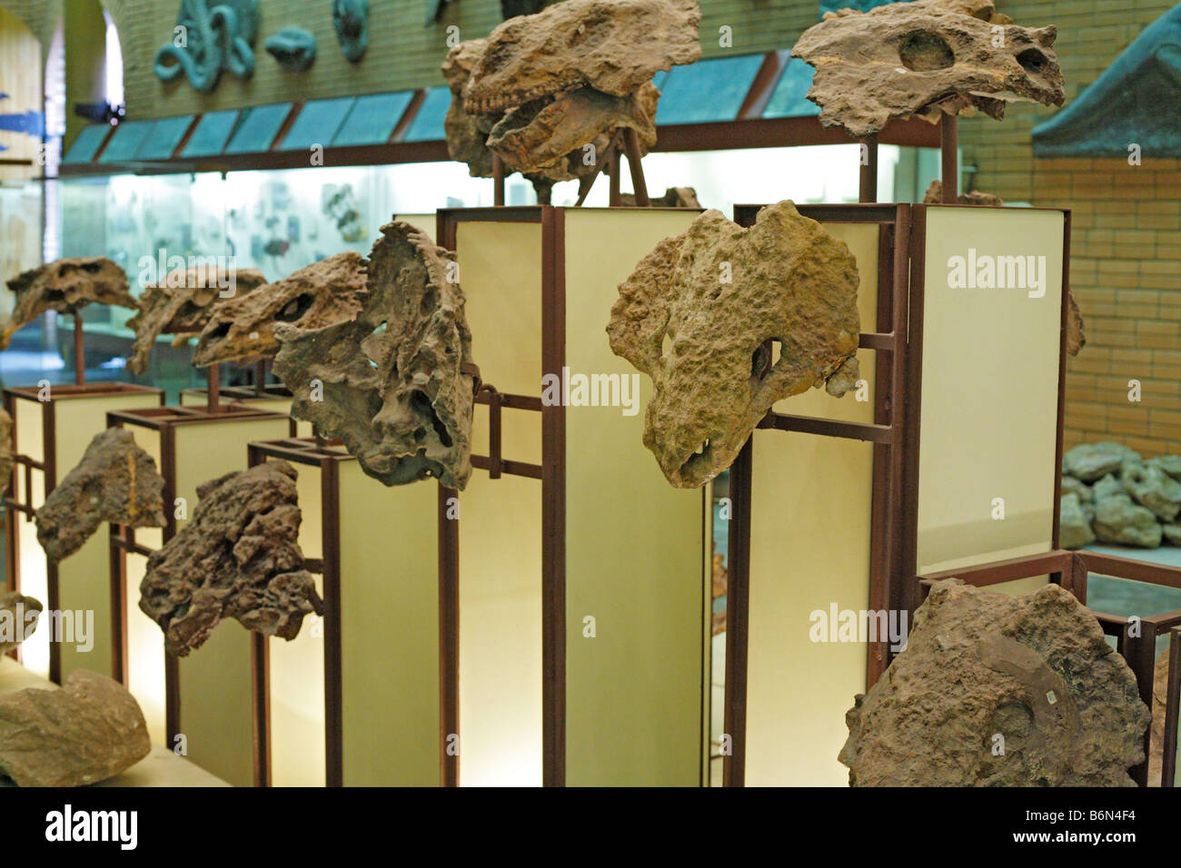 Palaeontology hi-res stock photography and images - Alamy
