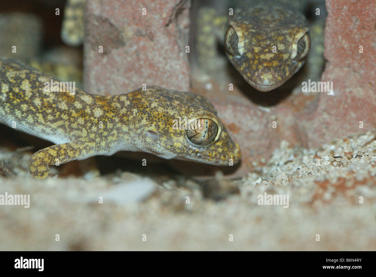 Stenodactylus stenodactylus hi-res stock photography and images - Alamy