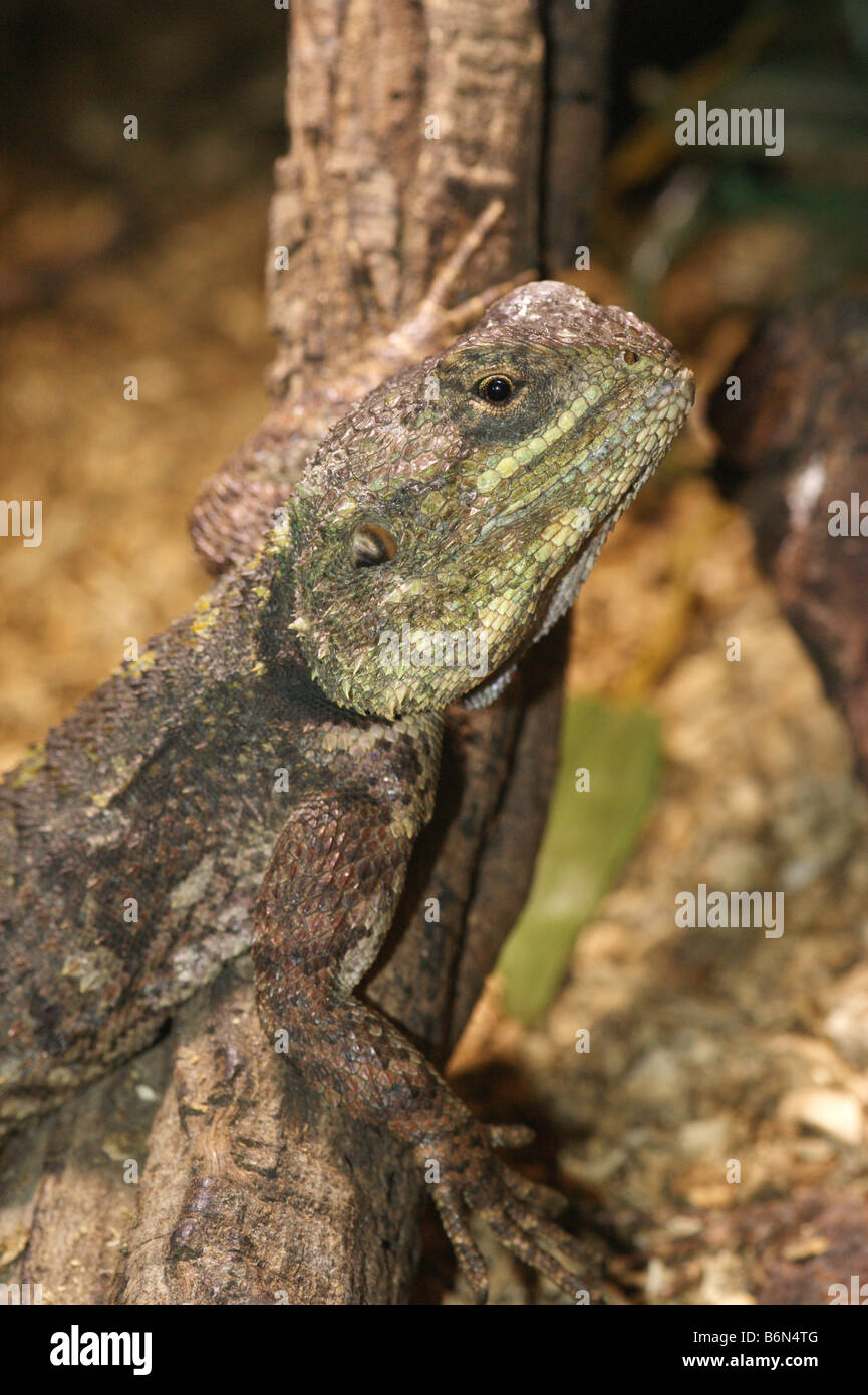 Acanthocercus atricollis - Southern Tree Agama Stock Photo - Alamy