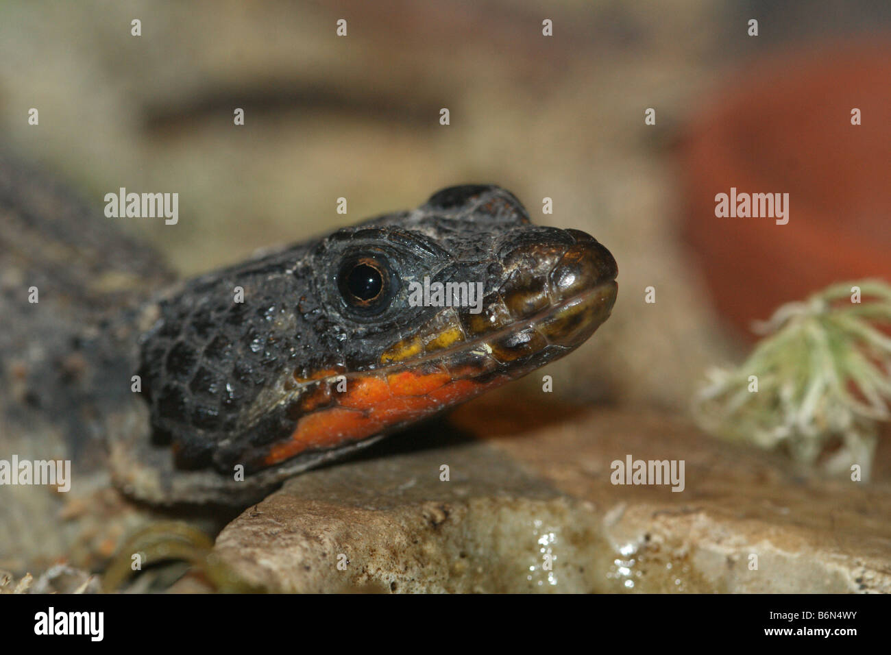 Pettrade hi-res stock photography and images - Alamy