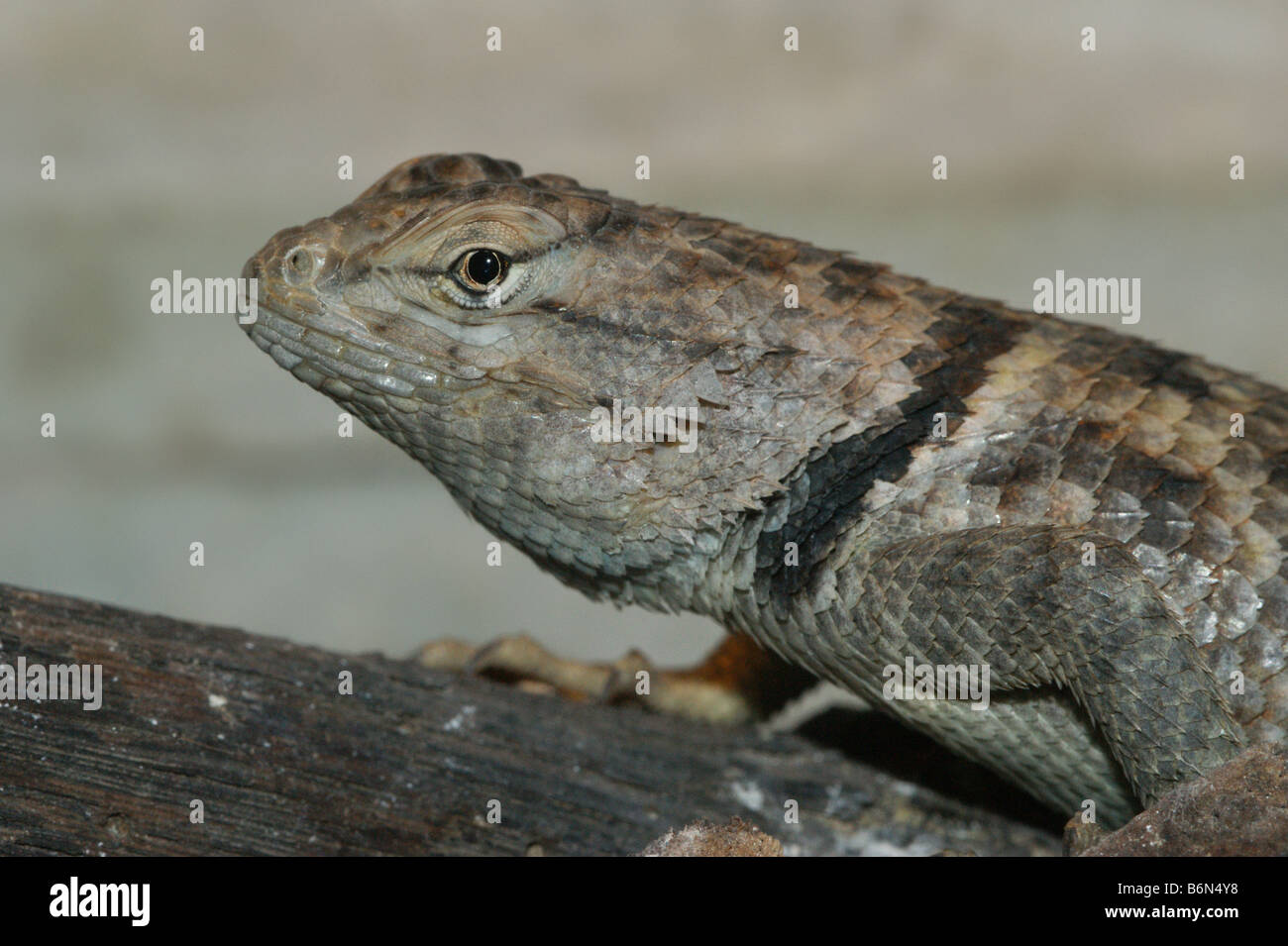 Sceloporus magister Barred Spiny Lizard Stock Photo - Alamy