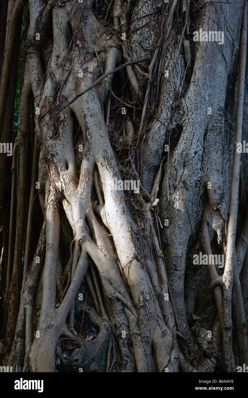 Old tree trunk Stock Photo - Alamy