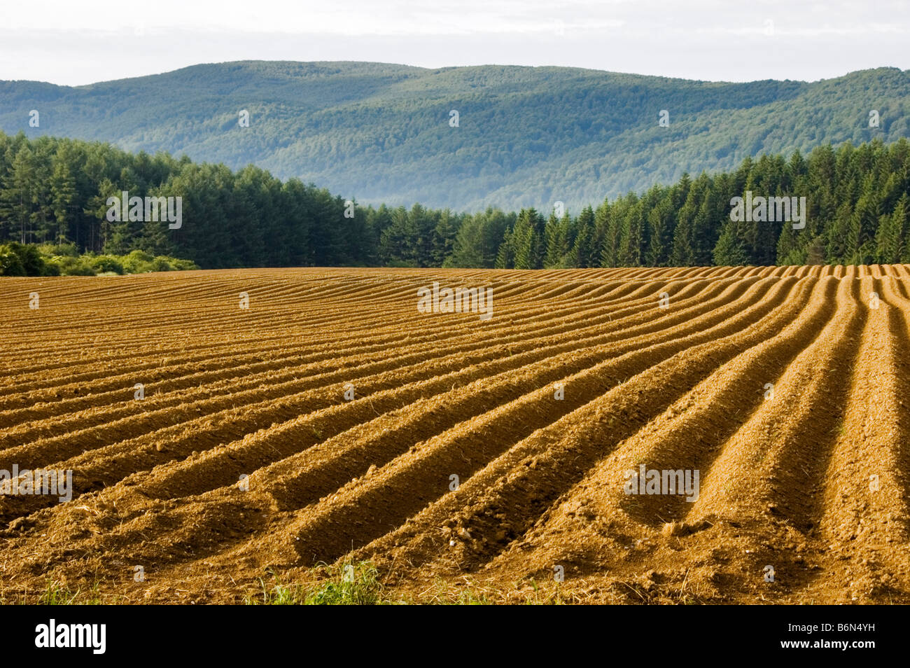 Cultivating lines on a field Spain Stock Photo - Alamy