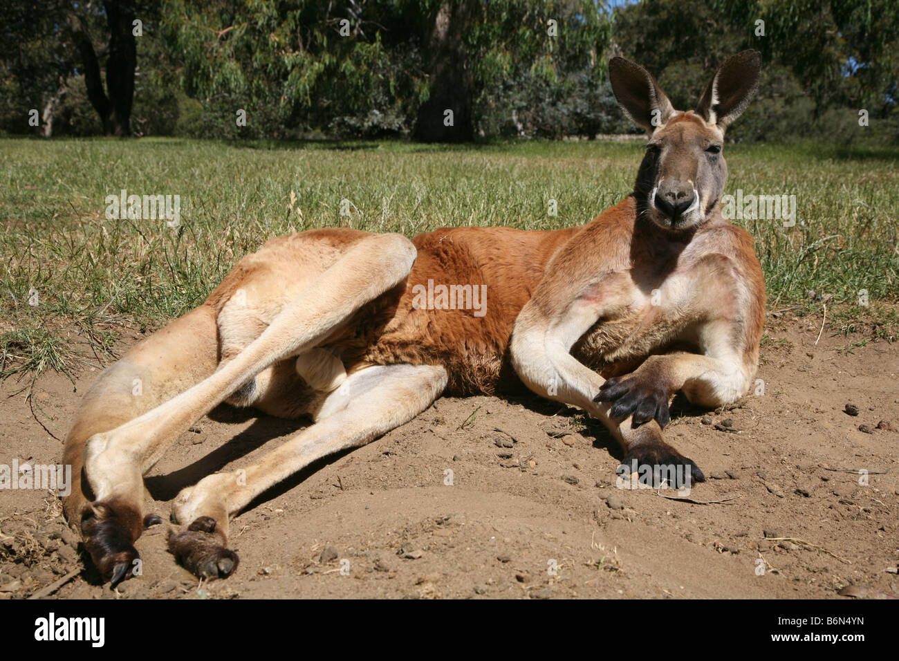 Red kangaroo lounging in the sun at a wildlife reserve in Australia ...