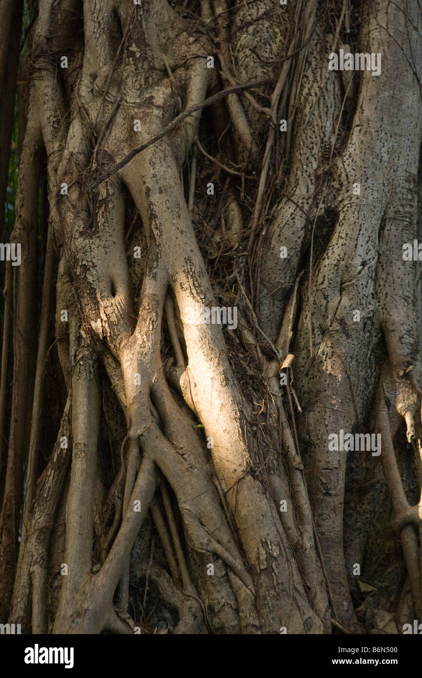 Old tree trunk Stock Photo - Alamy