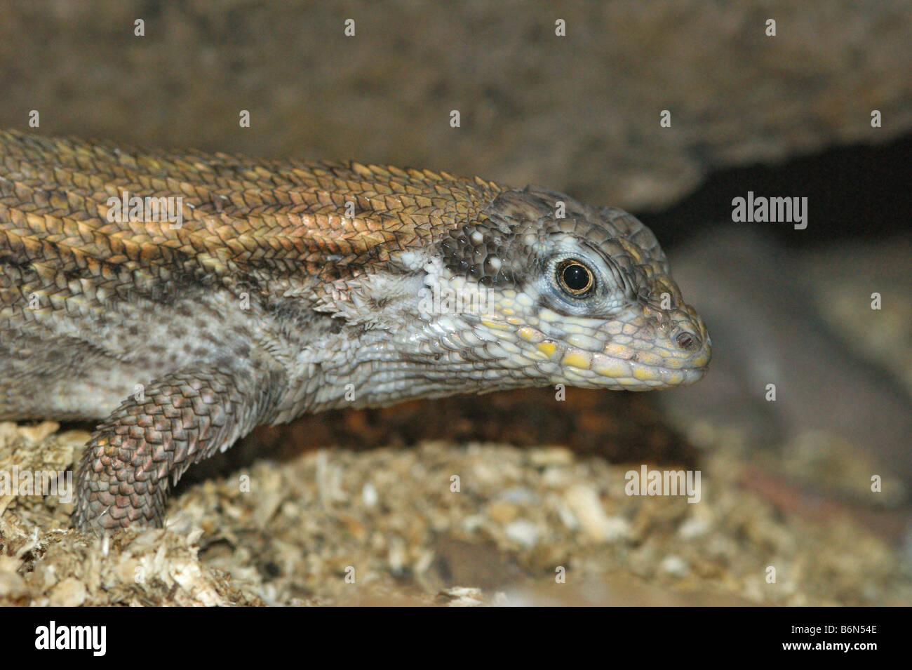 Horridus lizard hi-res stock photography and images - Alamy