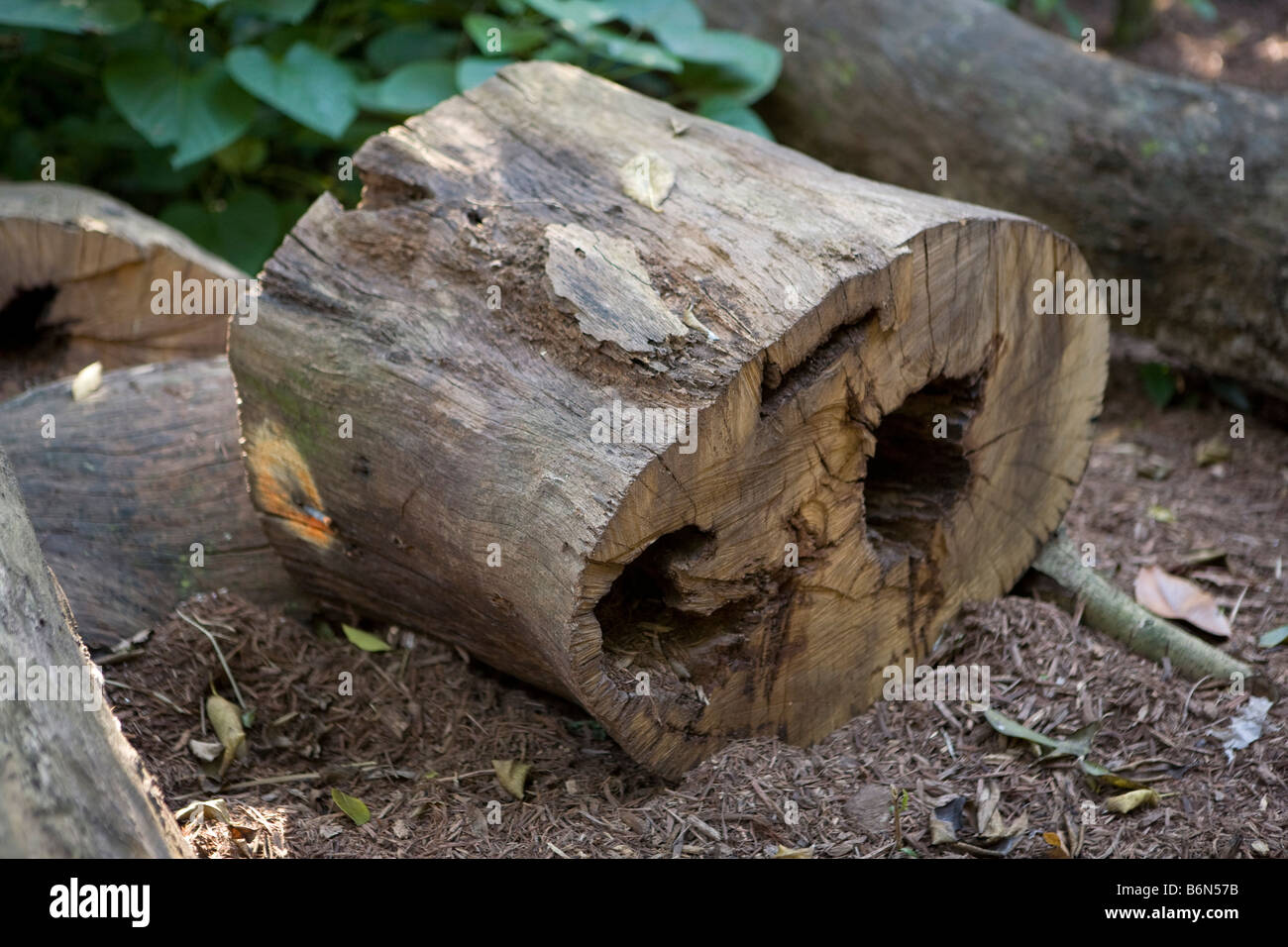 Old wood log, wood, fire wood Stock Photo - Alamy
