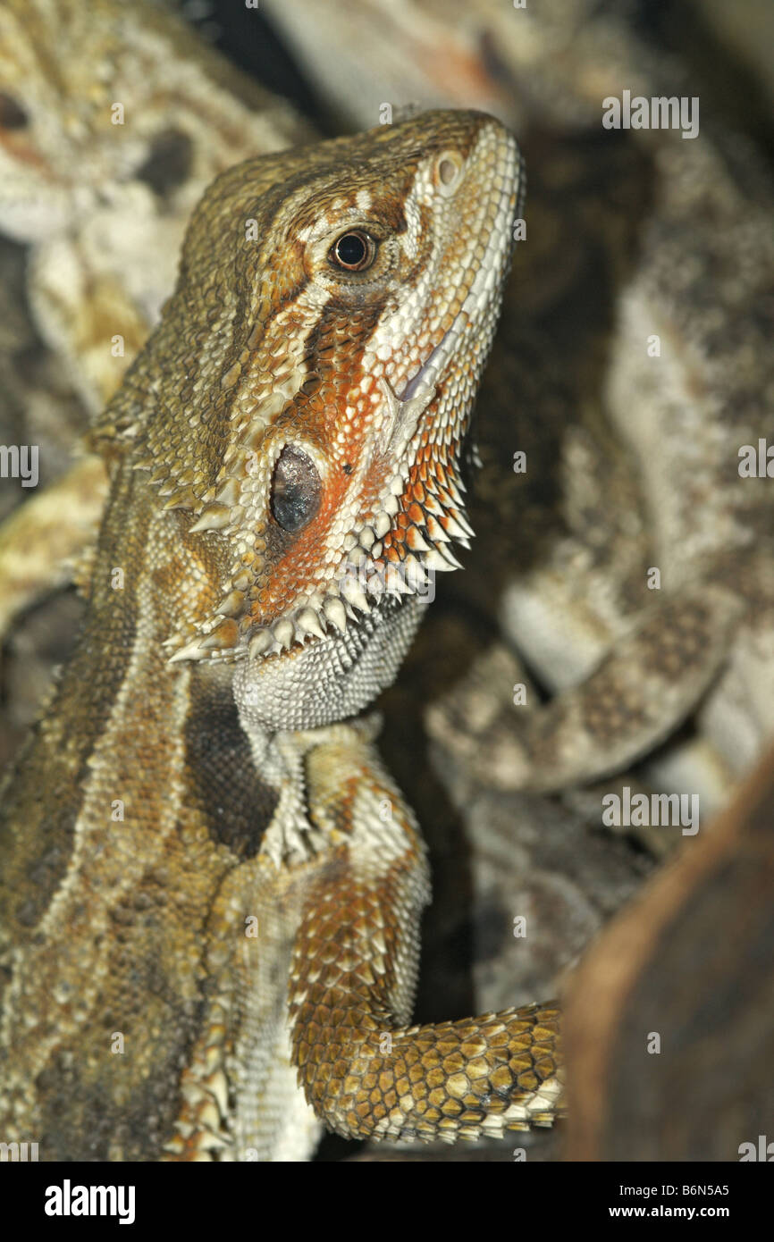 Lizard close up Stock Photo - Alamy