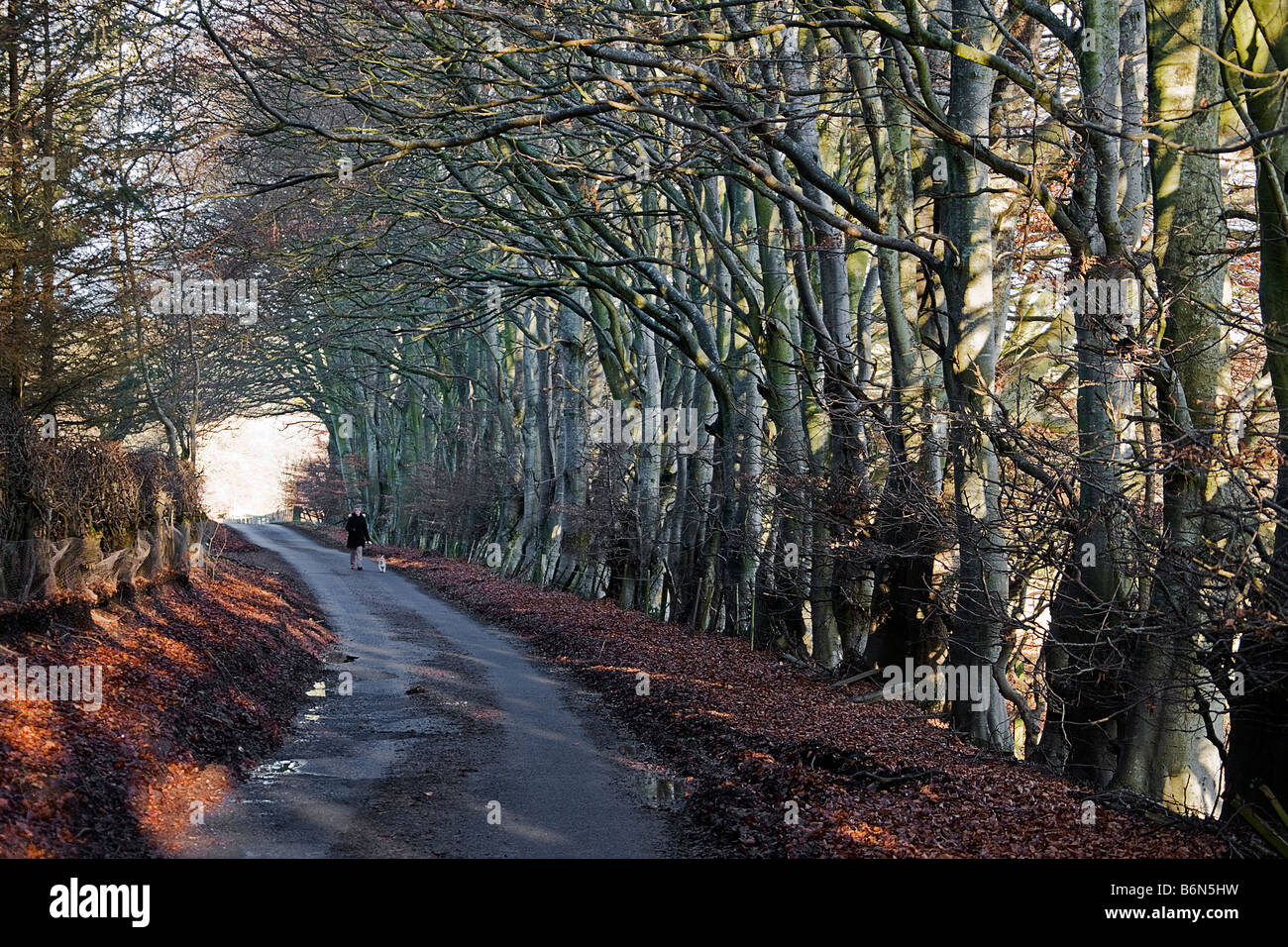 Walking the dog Scottish borders Stock Photo - Alamy
