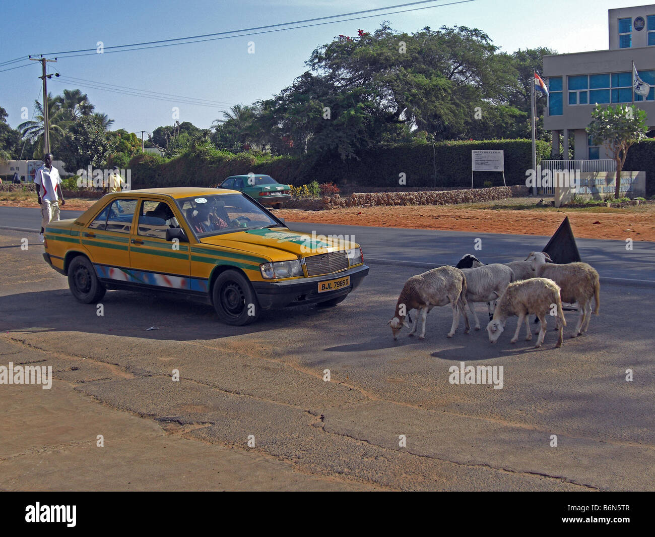 Yellow taxi with goats in the road in The Gambia, West Africa Stock ...