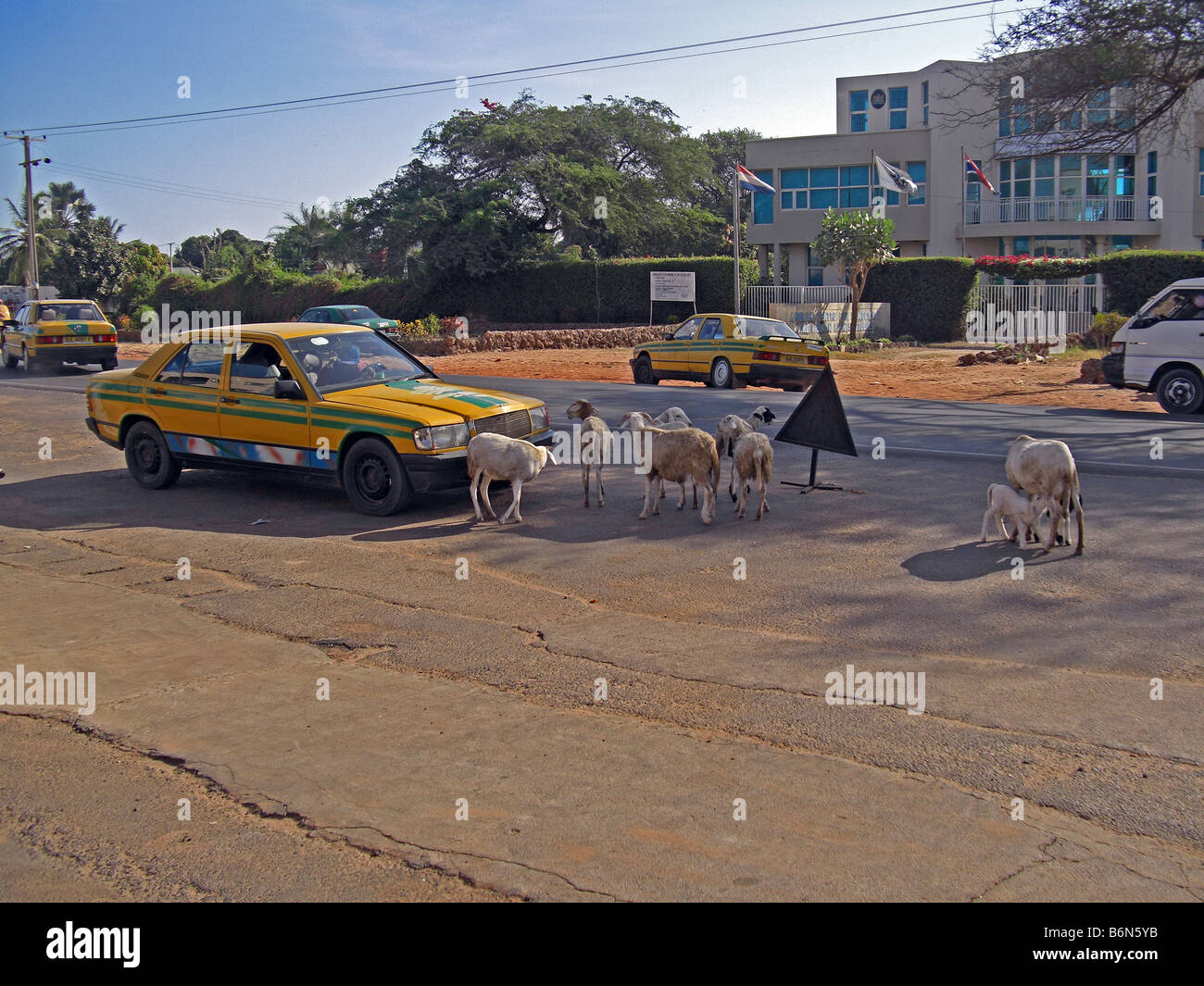 Yellow taxi with goats in the road in The Gambia, West Africa Stock ...