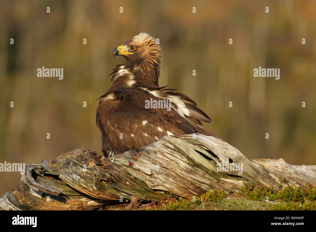 Golden Eagle Aquila chrysaetos standing on the ground with its gold ...
