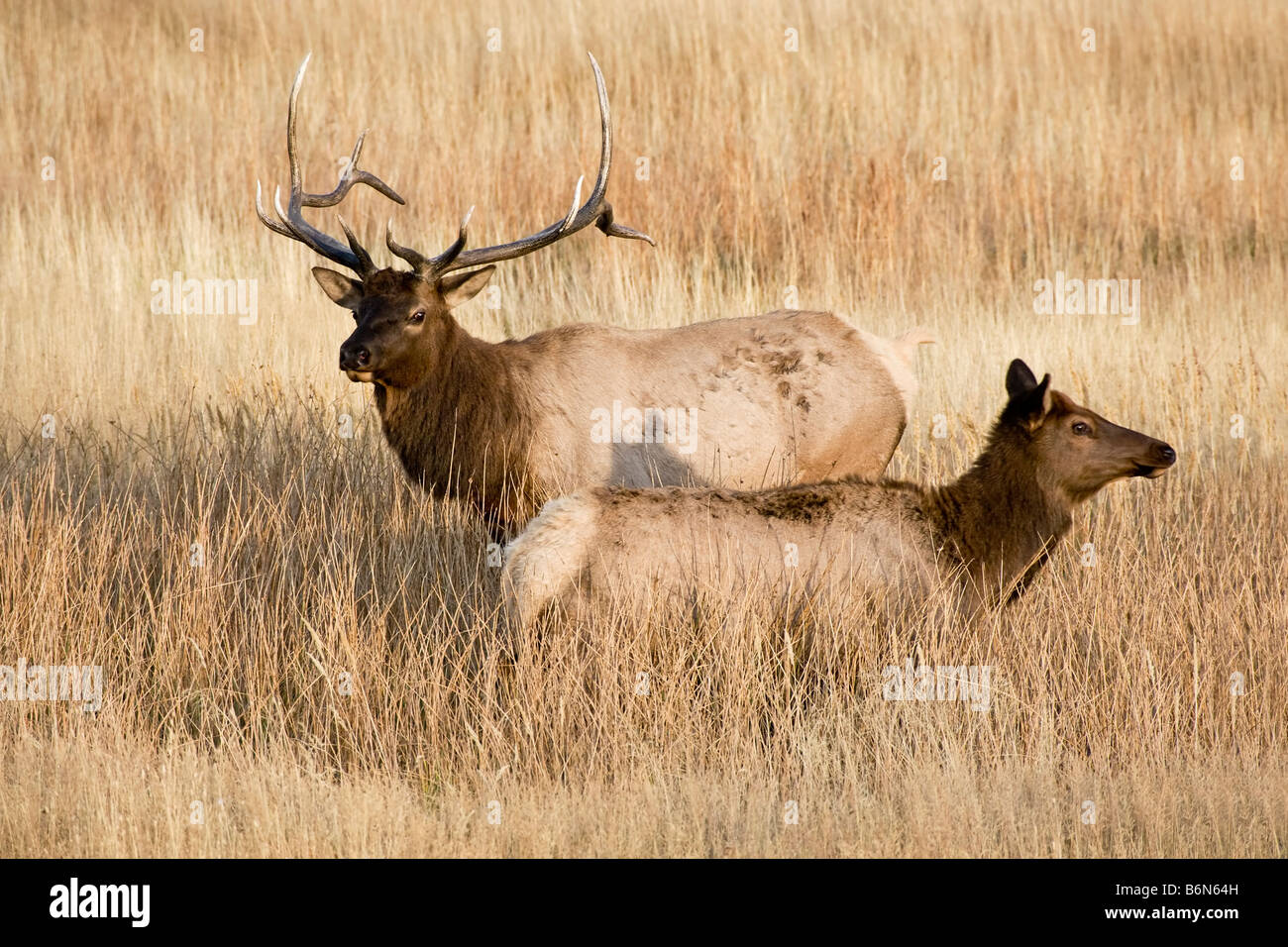 Dominant female hi-res stock photography and images - Alamy