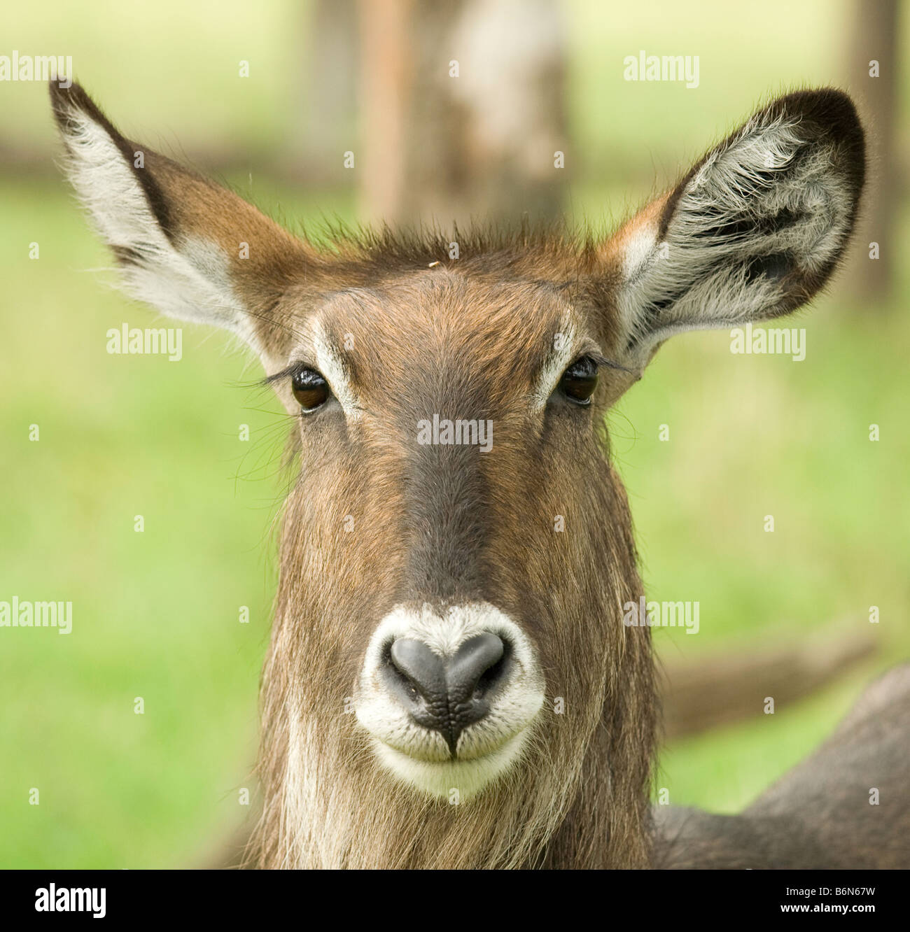 Waterbuck head hi-res stock photography and images - Alamy