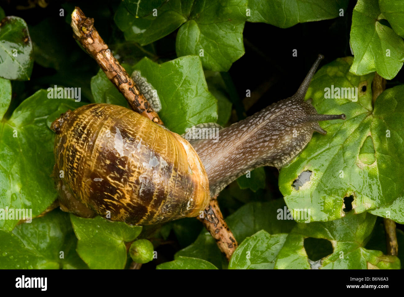 English garden snail hi-res stock photography and images - Alamy