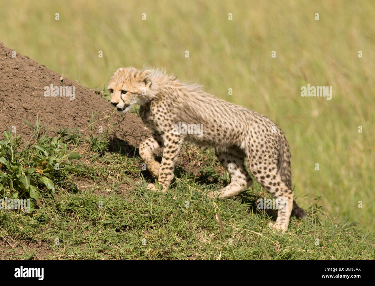 Walking cheetah cub hi-res stock photography and images - Alamy
